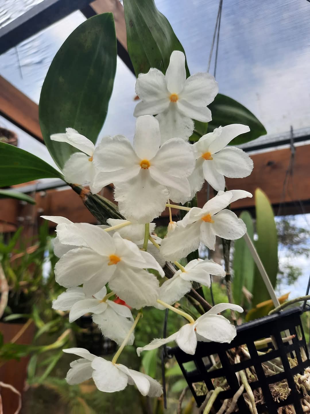 Dendrobium farmeri 'Alba' Blooming Size – Orquídeas del Turabo