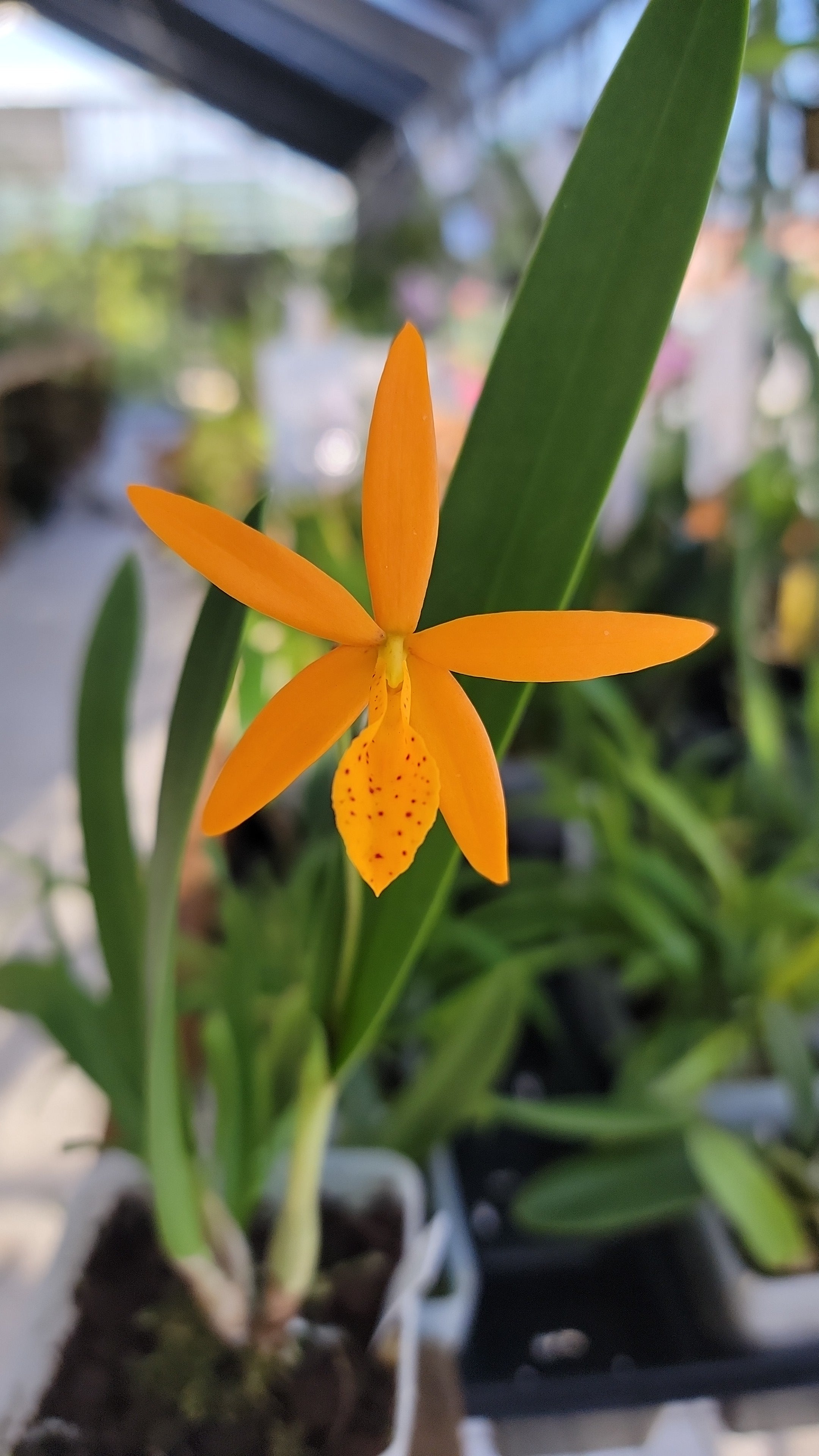 Pcv.Golden Peacock – Orquídeas del Turabo