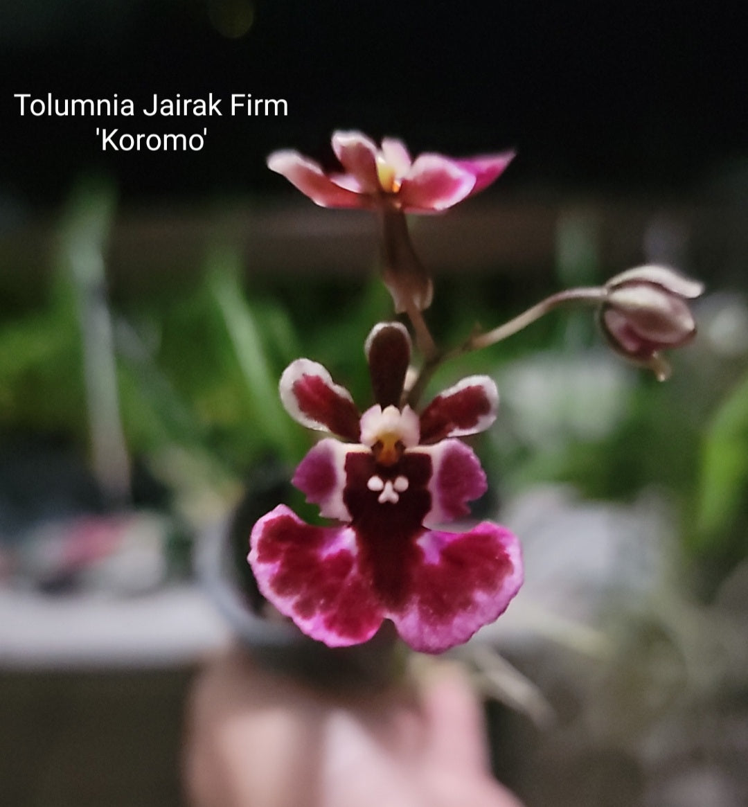 Tolumnia Jairak Firm 'Koromo' – Orquídeas del Turabo