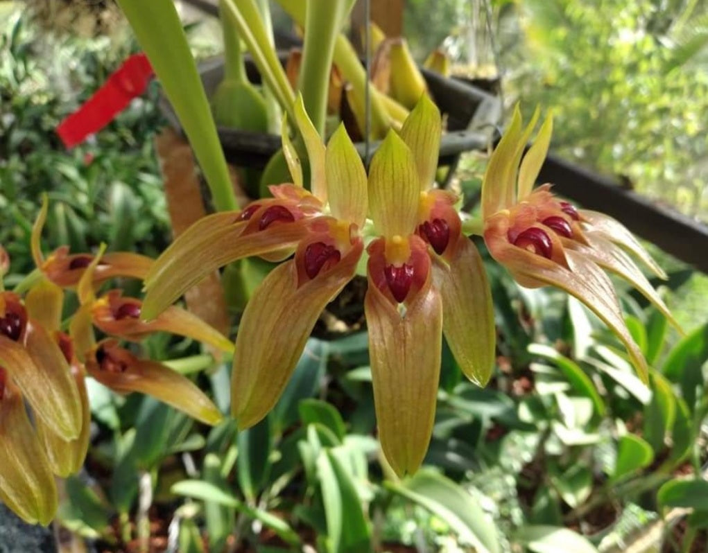 Bulbophyllum graveolens 4"pot – Orquídeas del Turabo