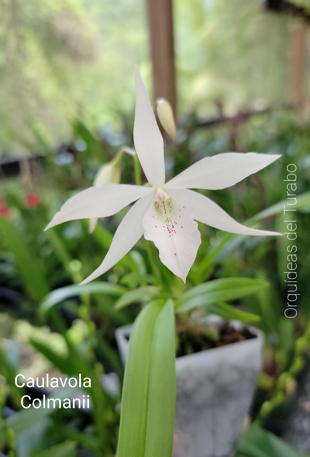 Caulavola Colmanii – Orquídeas del Turabo