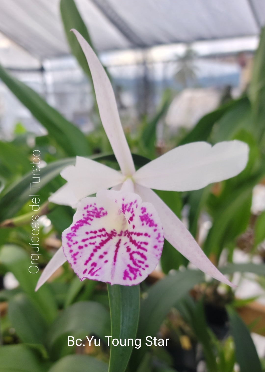 Bc.Yu Toung Star 'No. 1' – Orquídeas del Turabo