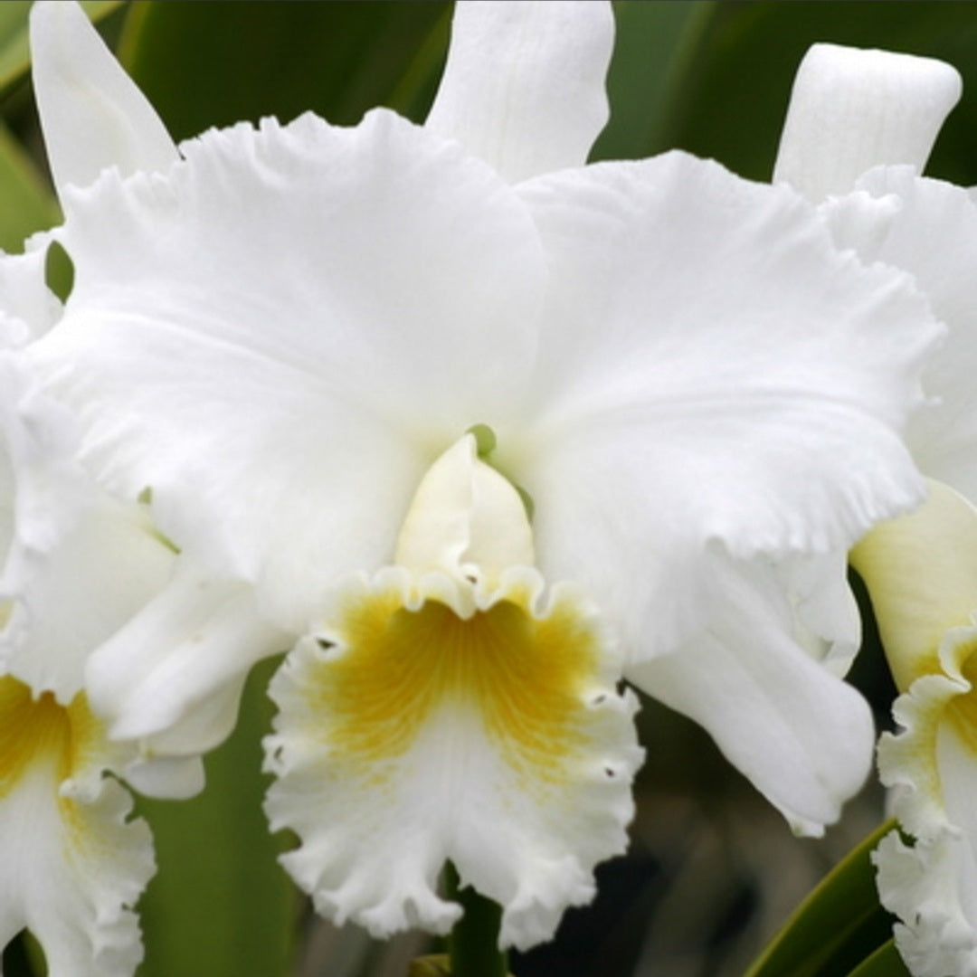 Rlc.Wendy Tanaka 'Volcano Queen' – Orquídeas del Turabo