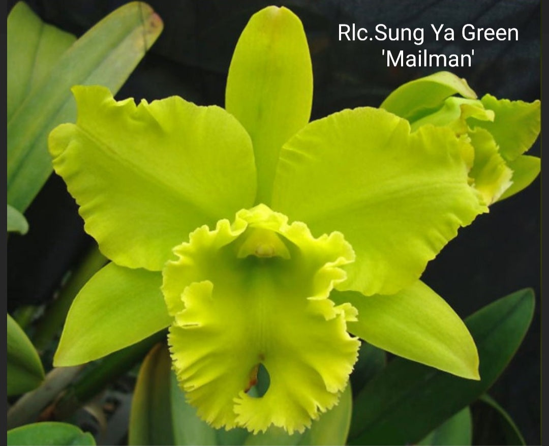Rlc.Sung Ya Green 'Mailman' – Orquídeas del Turabo