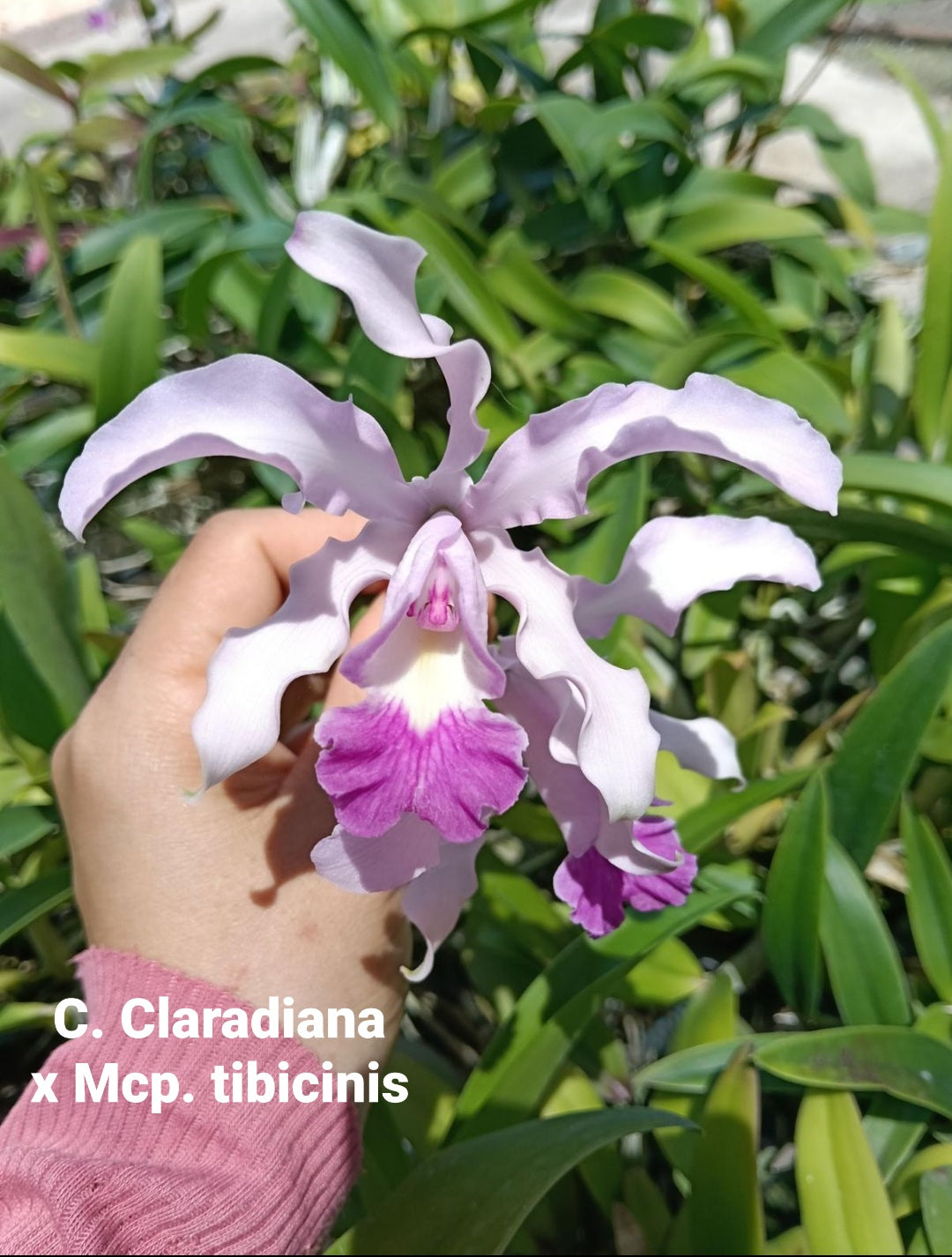 C. Claradiana x Mcp.tibicinis – Orquídeas del Turabo